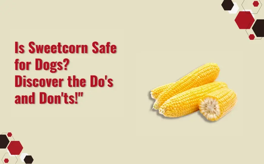 Sweetcorn for dogs: Benefits vs dangers- You decide!